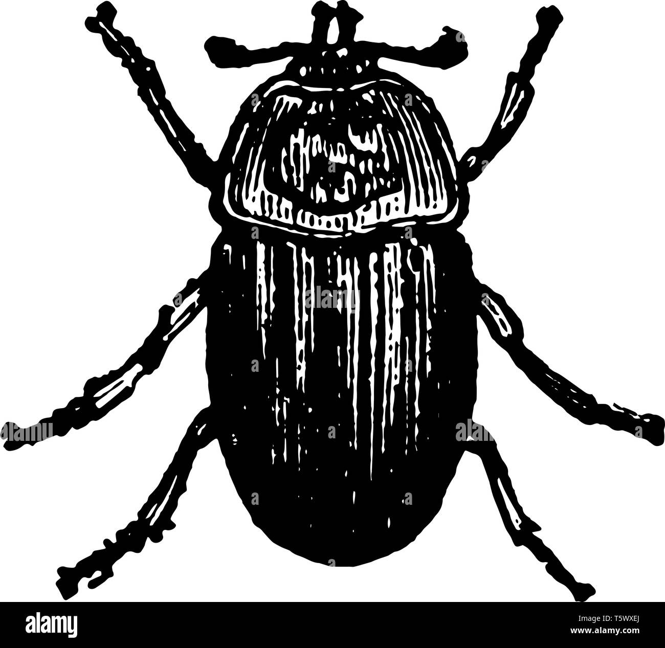 Silpha Thoracica where the skin of the carcasses of animals vintage ...