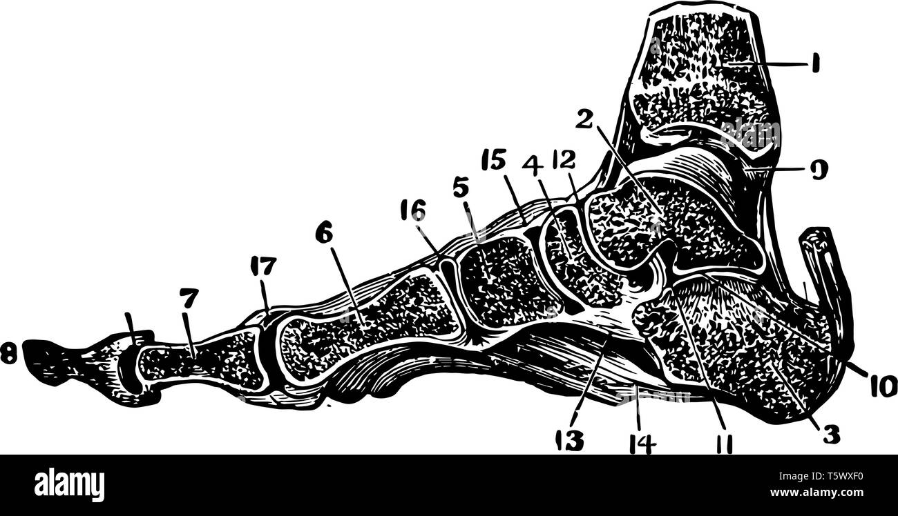 This illustration represents Ankle Joint and Foot vintage line drawing ...