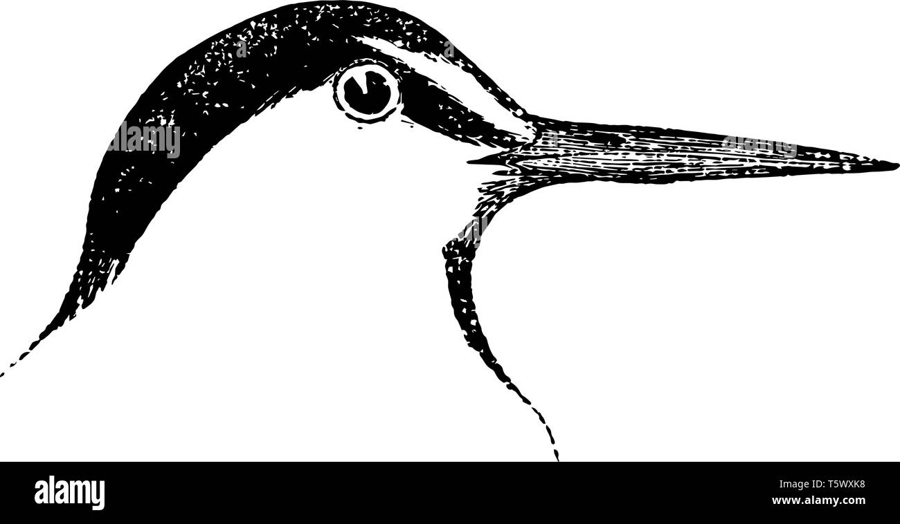 This image represents Aleutian Tern vintage line drawing or engraving ...