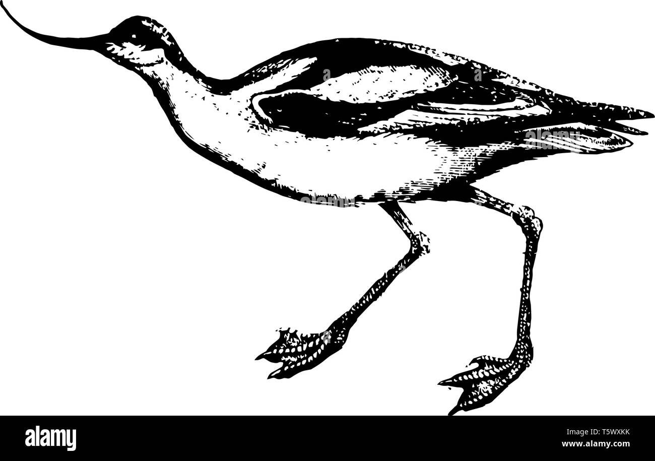 Avocet drawing Stock Vector Images - Alamy