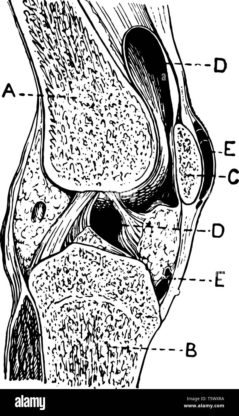 This illustration shows a section on the knee, vintage line drawing or ...