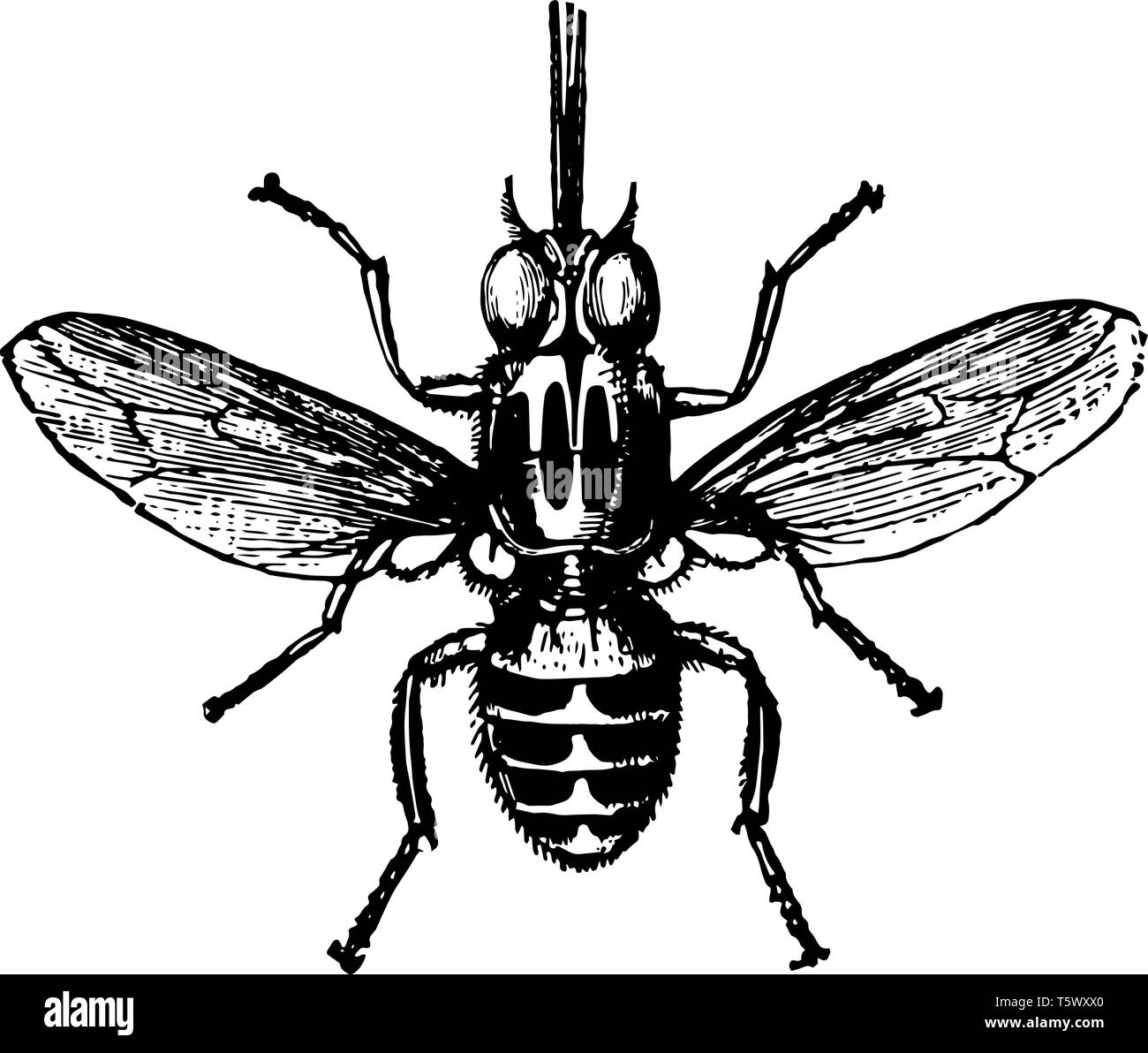 Tsetse flies hi-res stock photography and images - Alamy