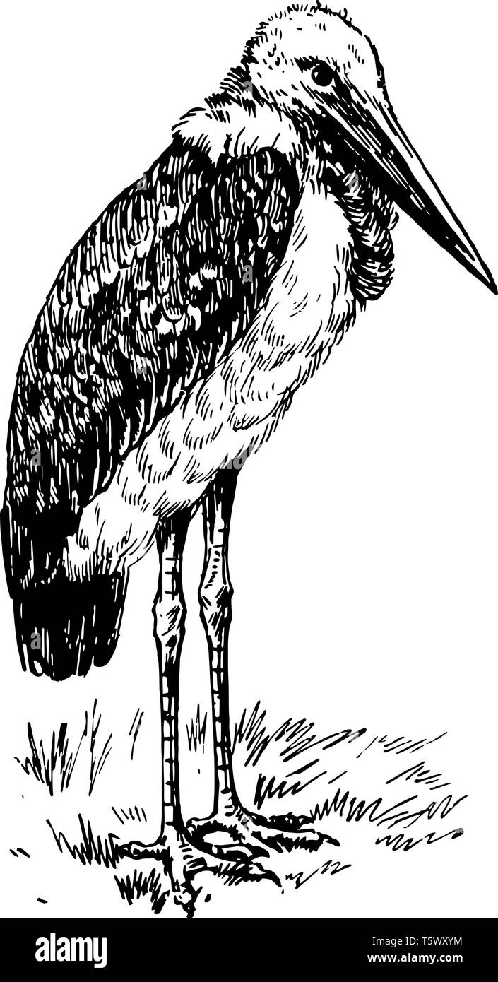 Largest colony Black and White Stock Photos & Images - Alamy