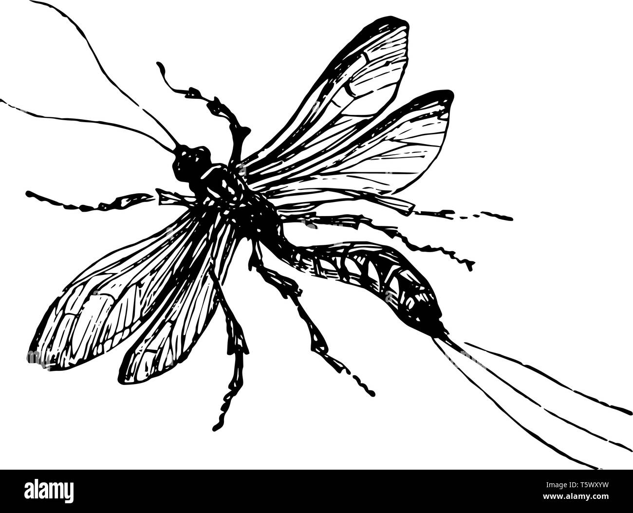 Ichneumon Wasp is a parasitoids vintage line drawing or engraving ...