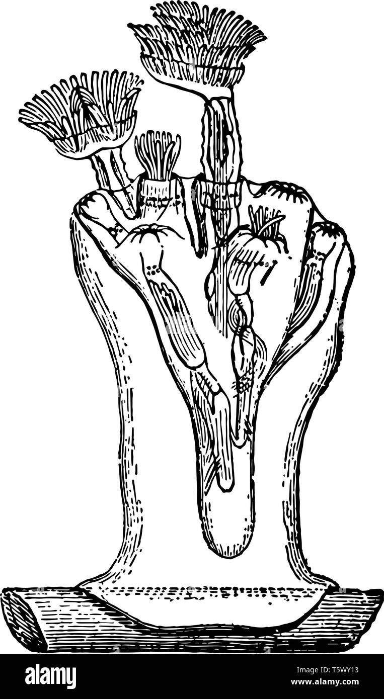 Plumatella Cristallina is a genus of bryozoans from Plumatellidae ...