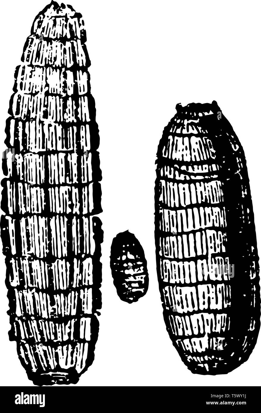 Larvae of Dacus Oleae which takes fifteen or sixteen days in boring a ...