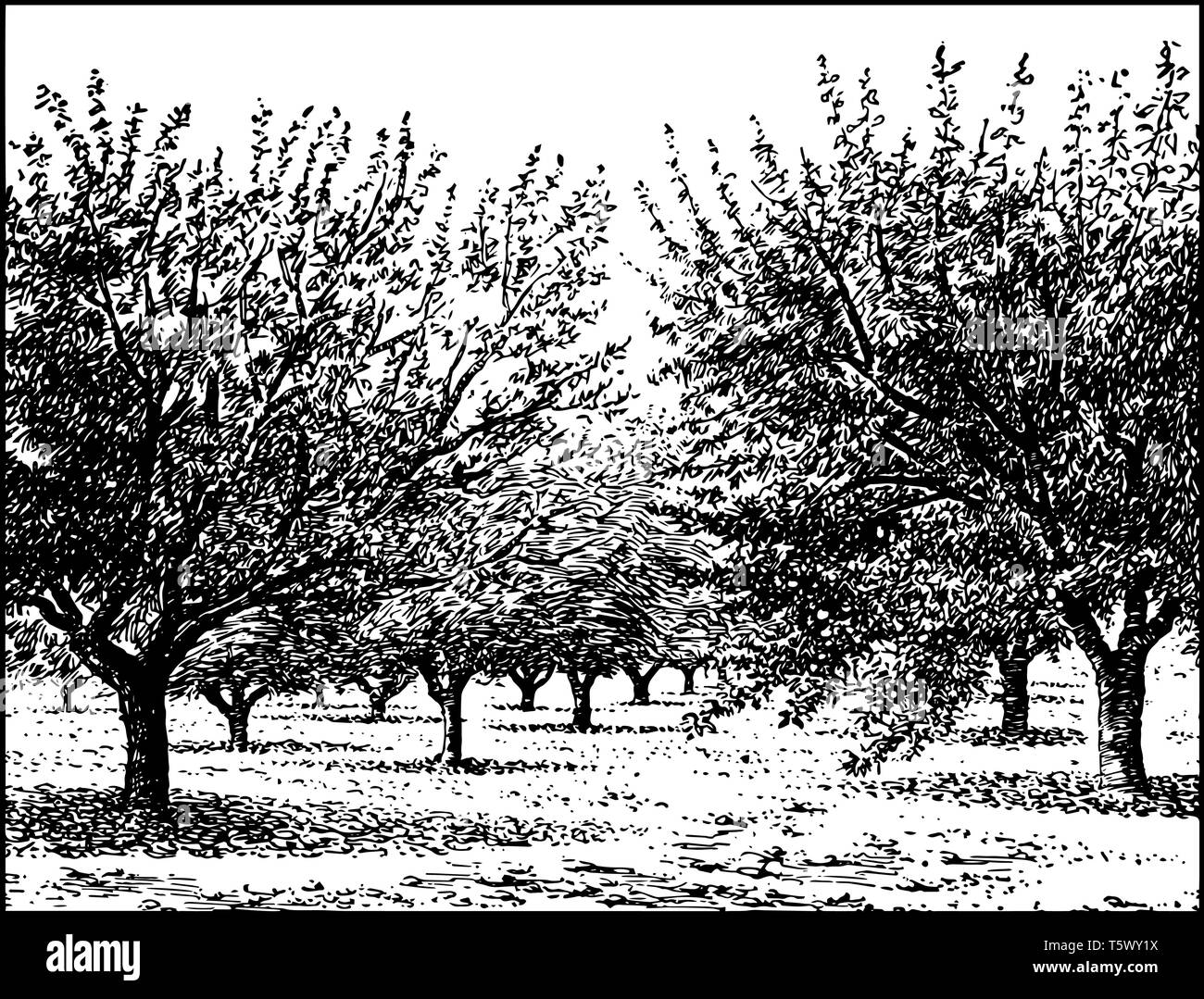 Apple Orchard Tree Drawing