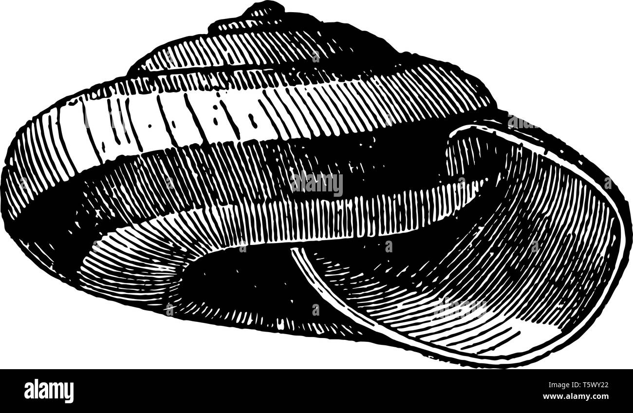 Helix Citrina many elegant forms which the shell of the genus Helix ...