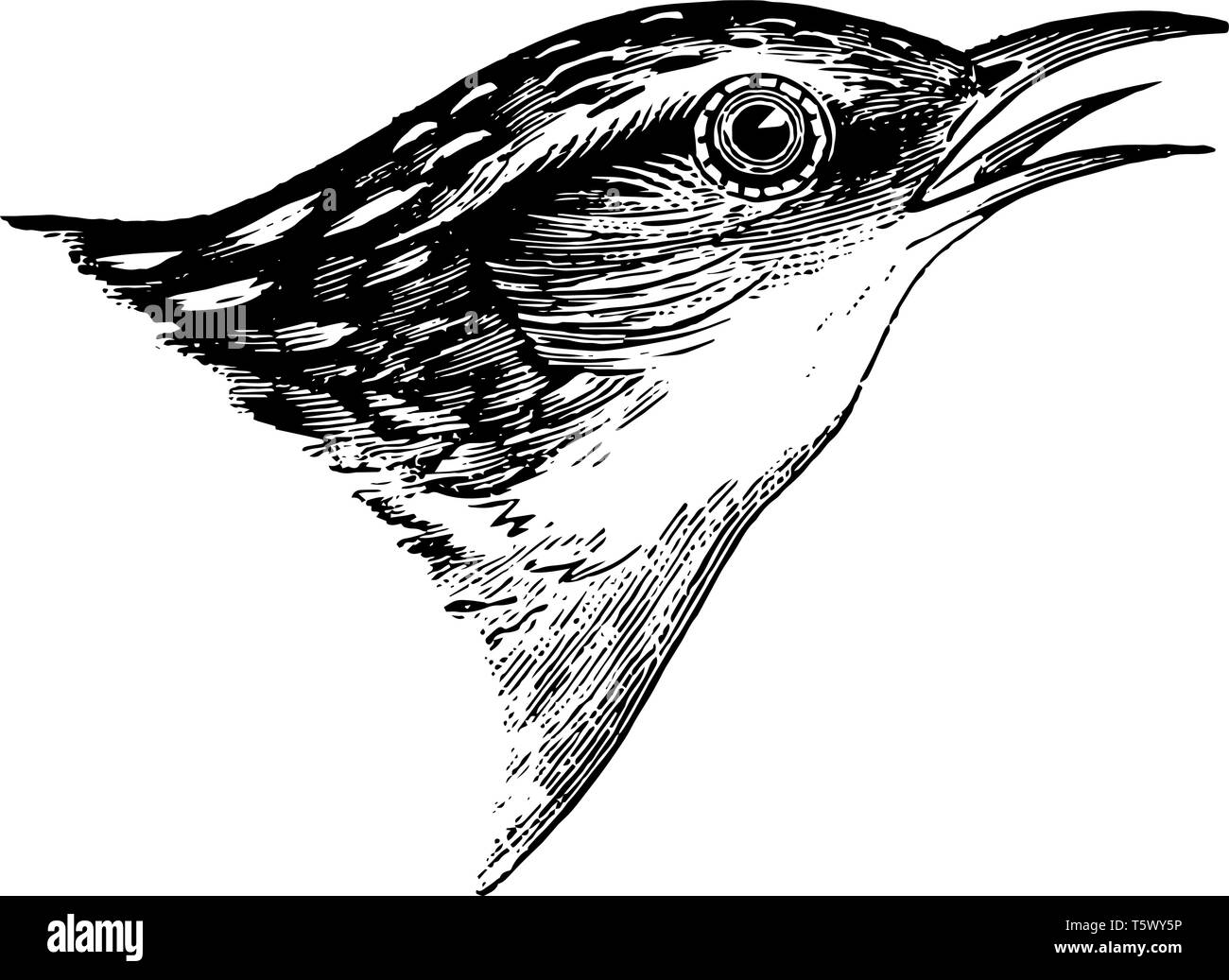 Short billed Marsh Wren in which upper parts brown vintage line drawing ...