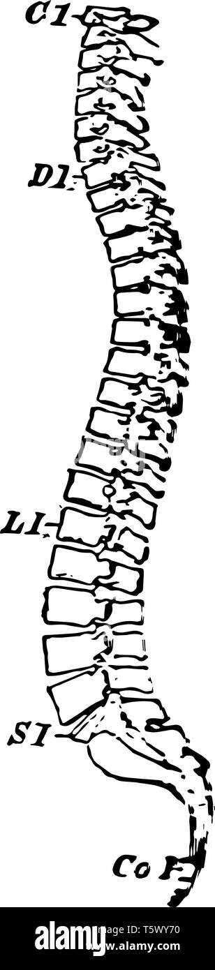 This illustration represents Backbone vintage line drawing or engraving ...