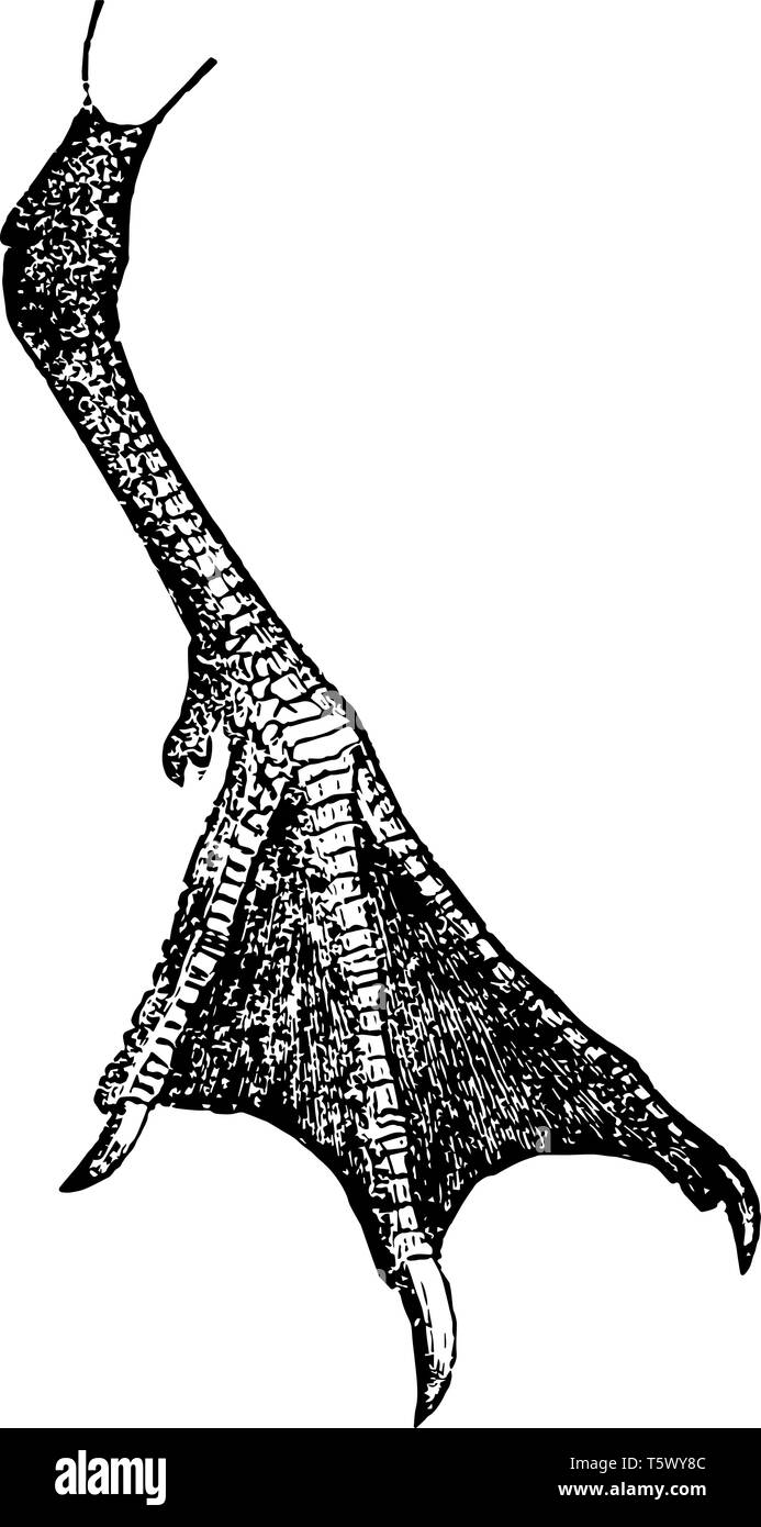 Sooty tern Stock Vector Images - Alamy