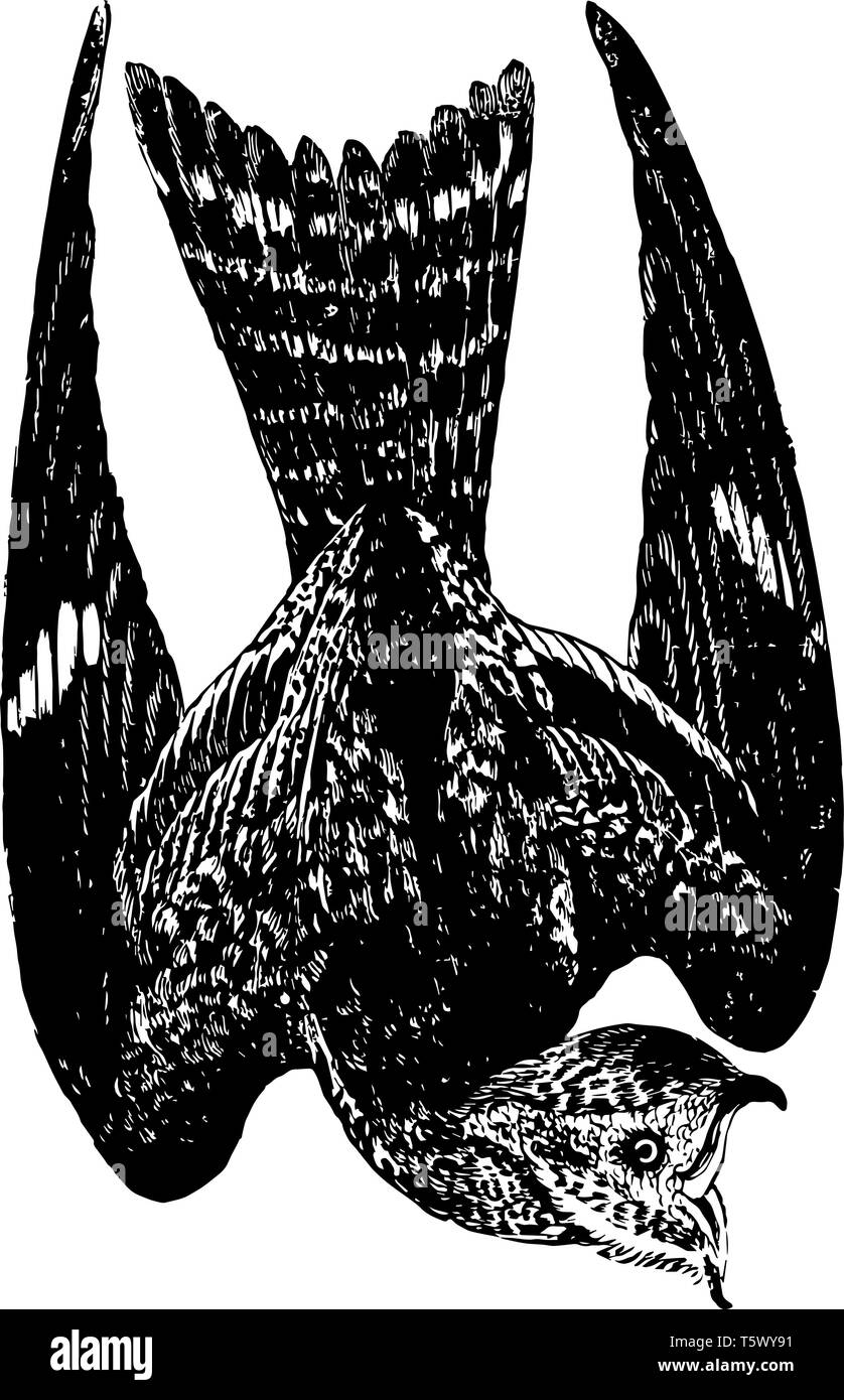 Small Night hawk in which unmarked except by one large white spot on ...