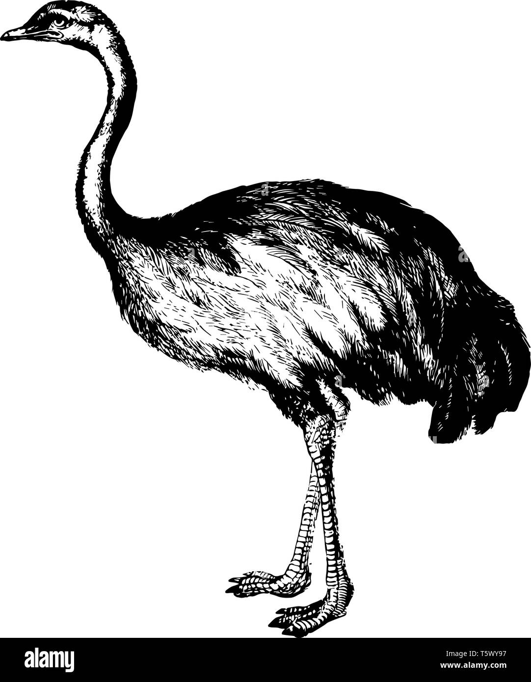 Rhea is a flightless bird vintage line drawing or engraving ...