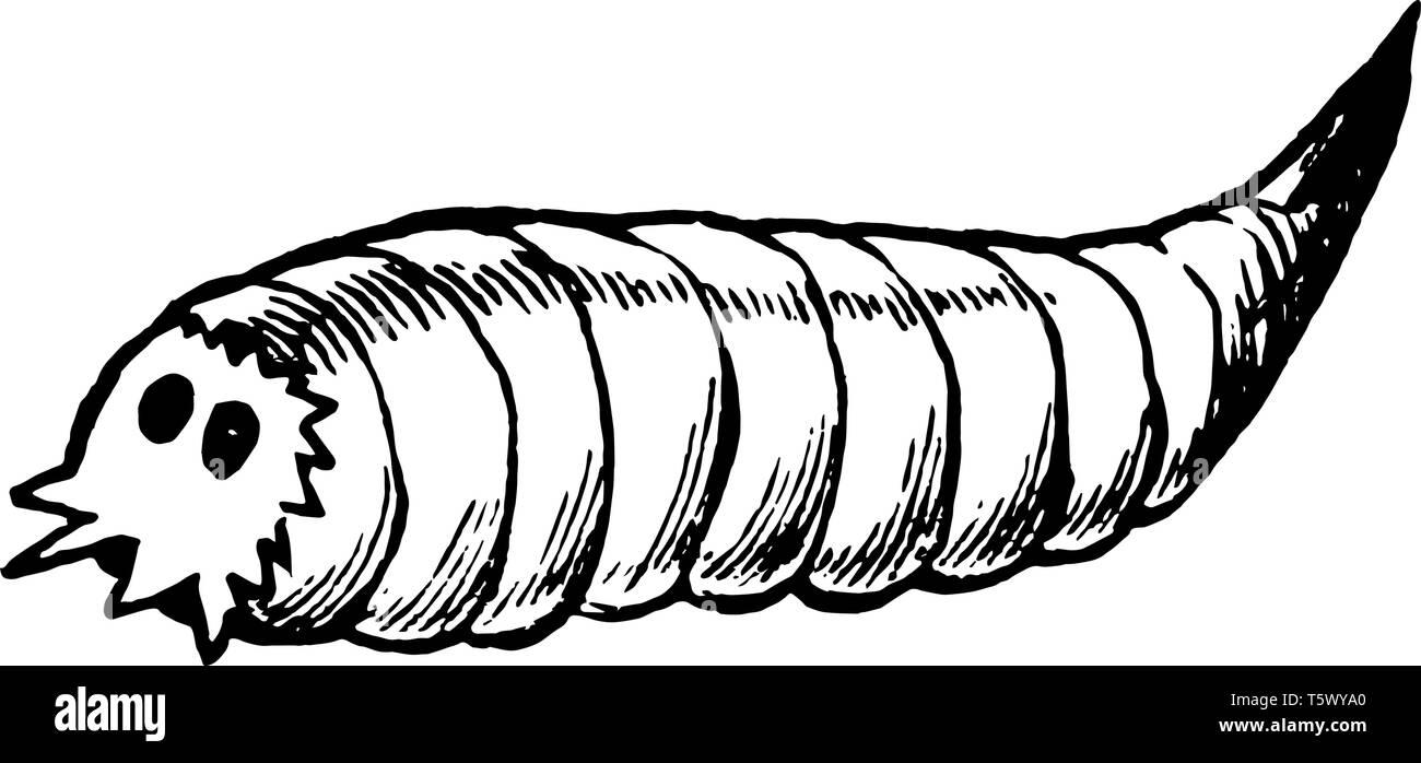 Seed Corn Maggot is an early season pest of corn vintage line drawing ...