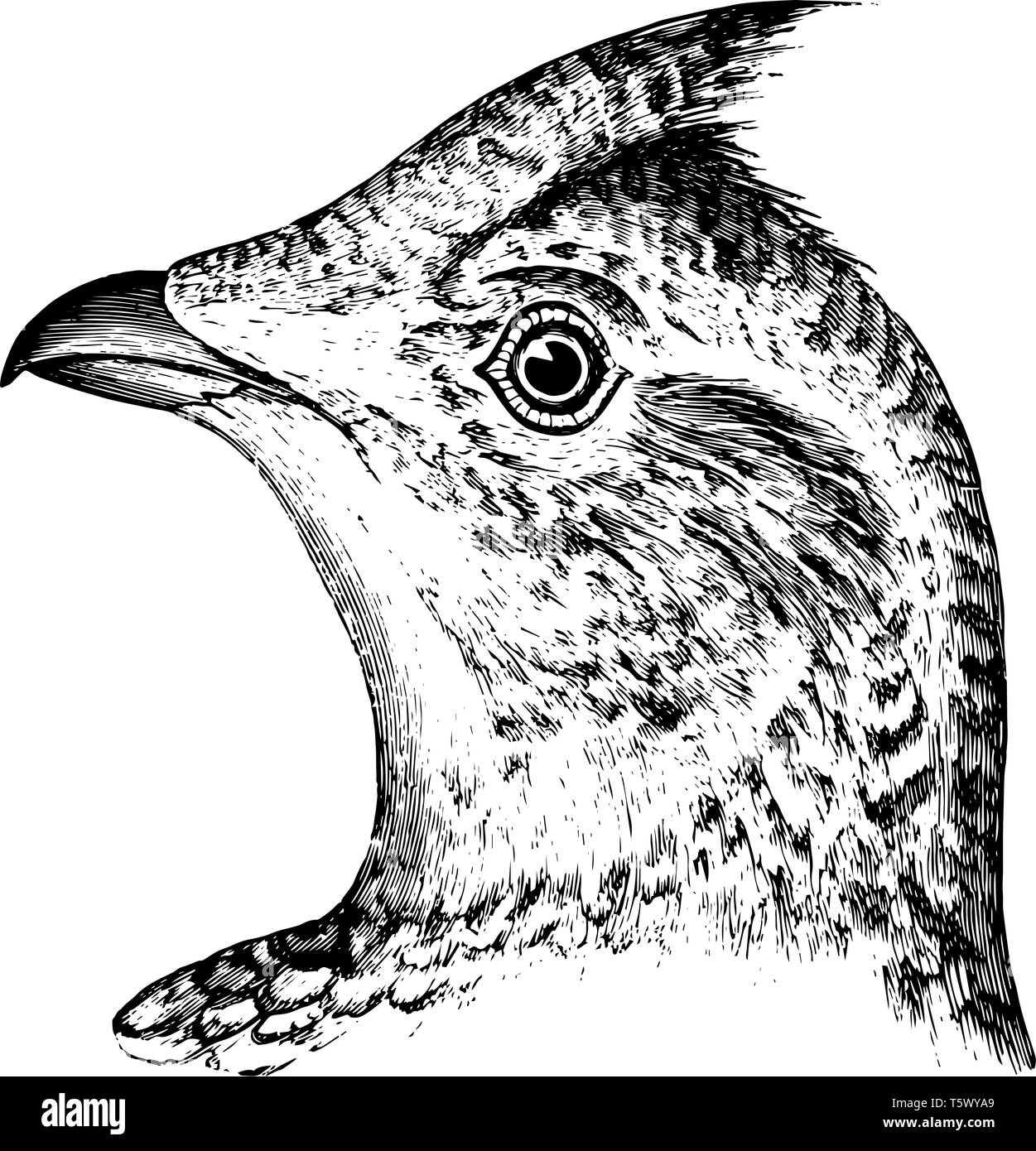 Sharp tailed Grouse in which upper parts closely and pretty evenly ...