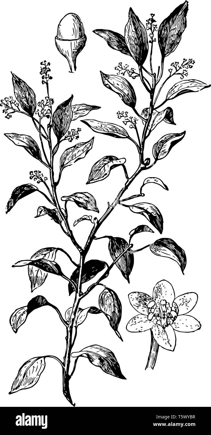 In this frame is the camphor tree leaves its branches and flowers are ...