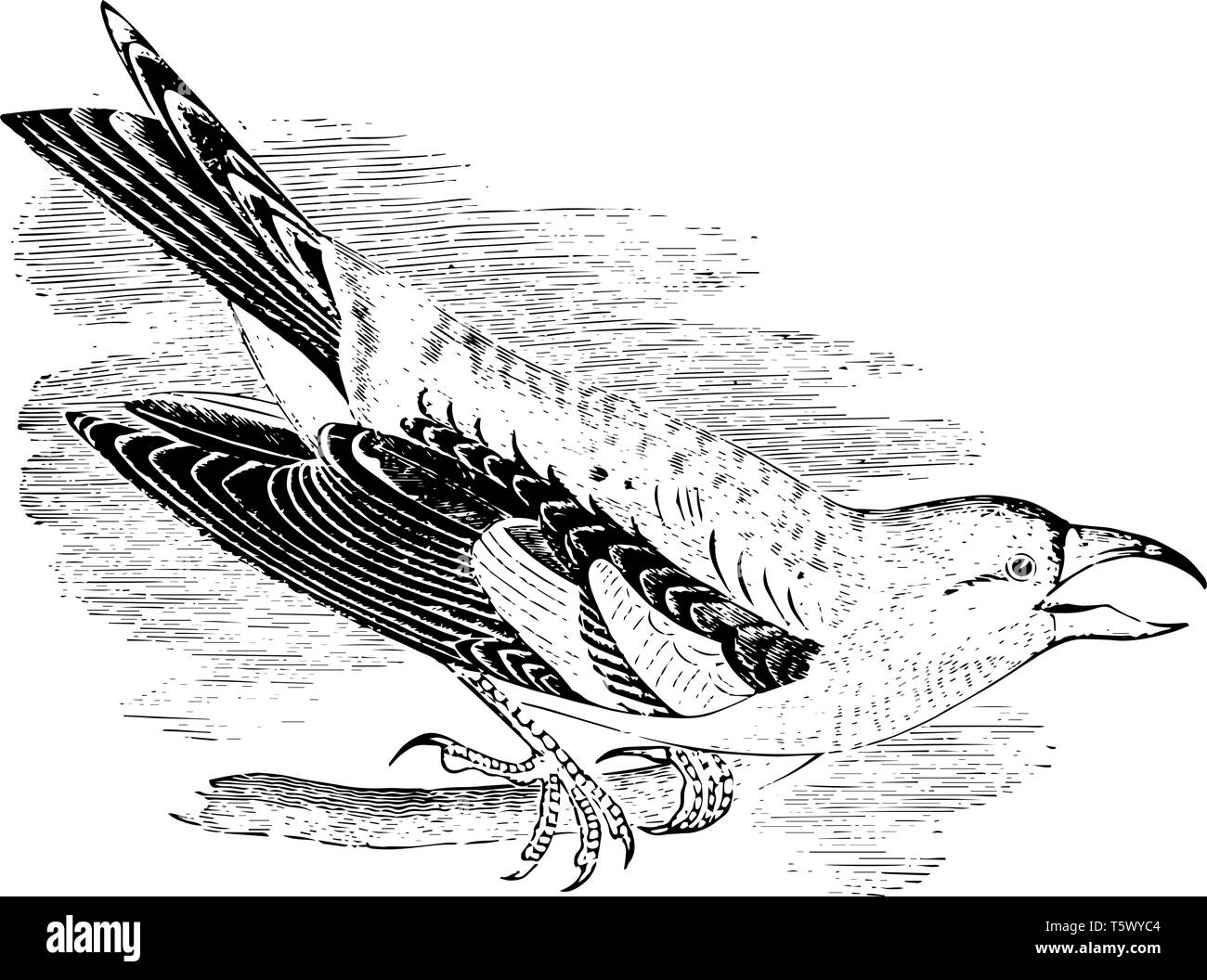 This image represents White winged Crossbill vintage line drawing or ...