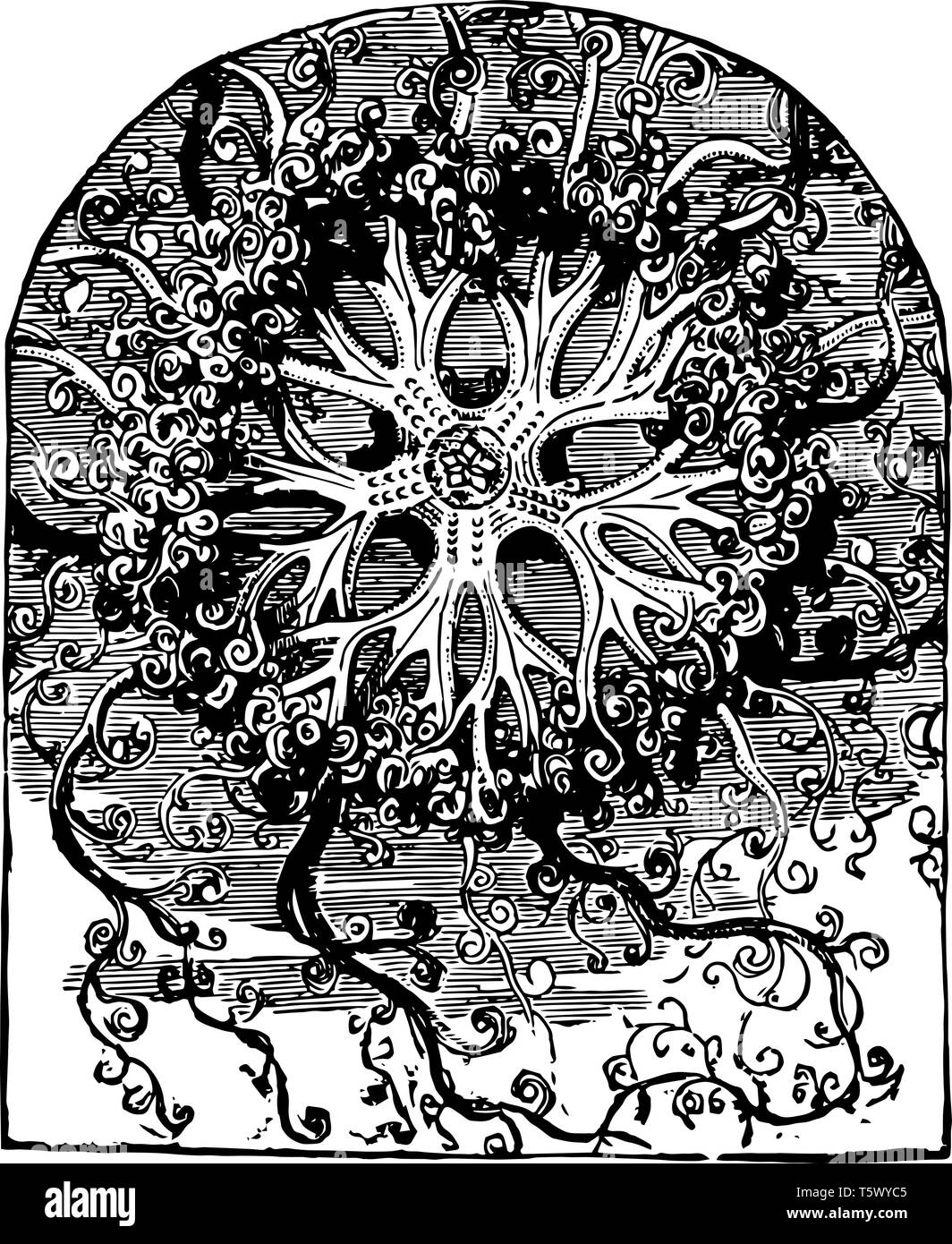 Singular animal Stock Vector Images - Alamy