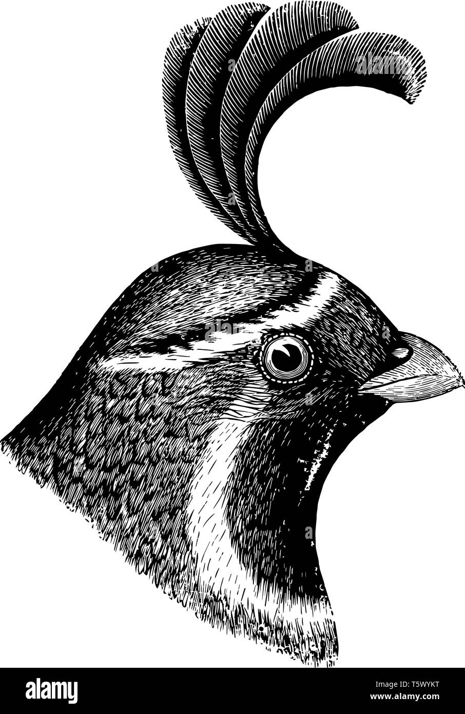 Gambel Partridge general color of upper parts clear ash the edging of ...