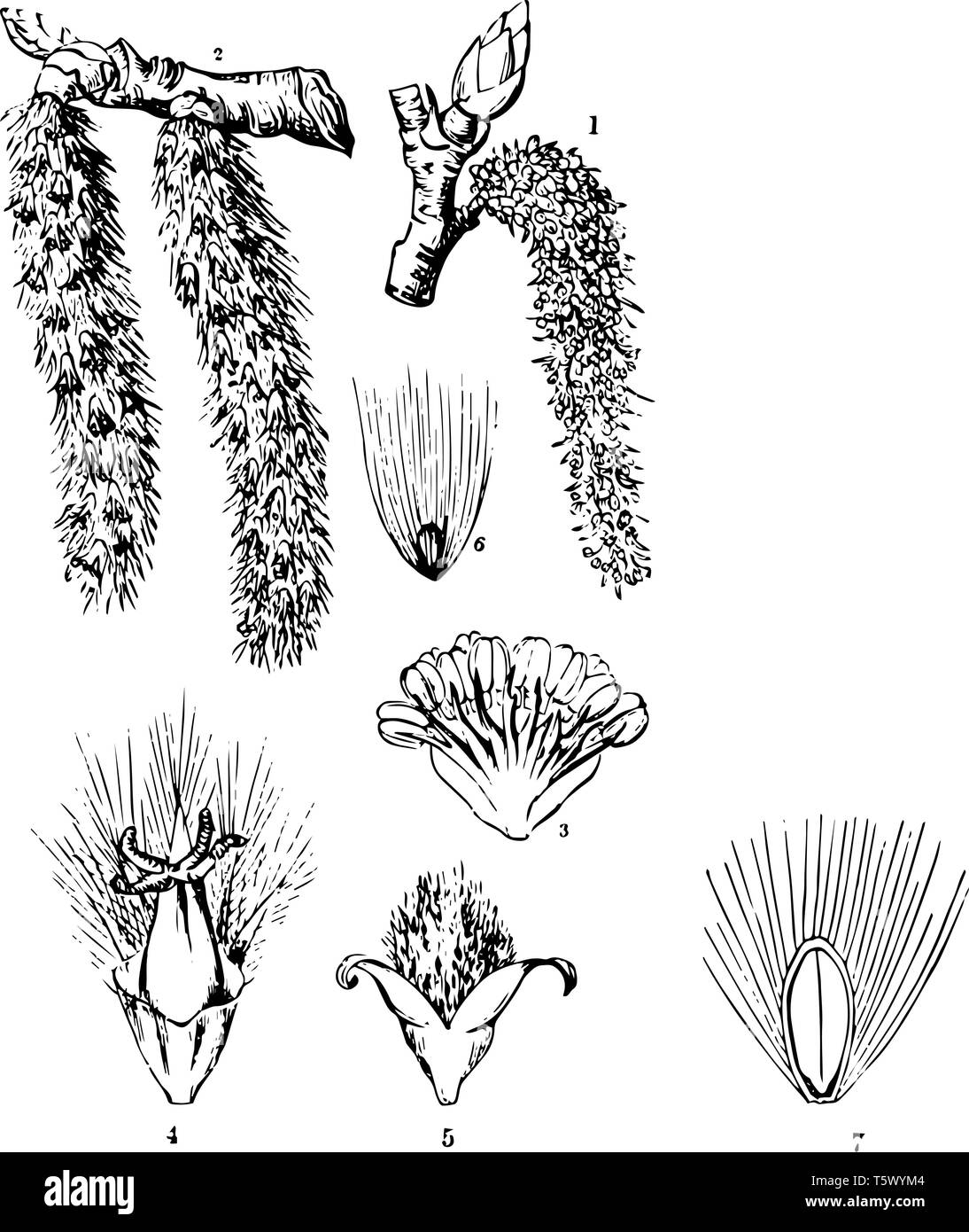 Female stigma Stock Vector Images - Alamy