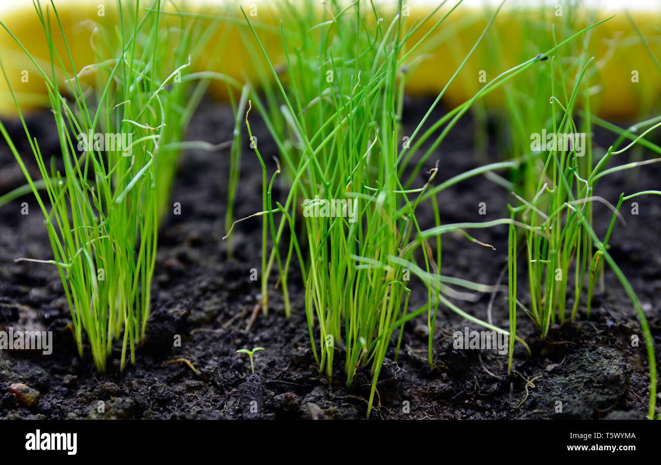 Chive sprouts: some emerge from the ground, others move following the ...