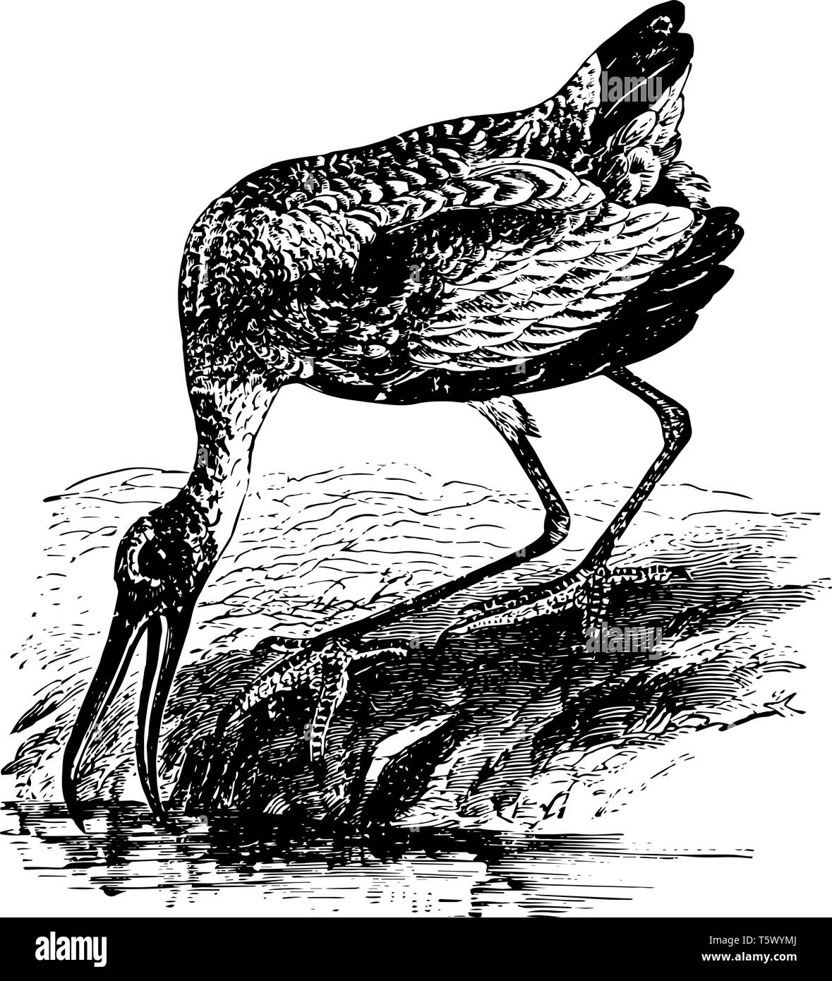 This illustration represents Wood Ibis vintage line drawing or ...