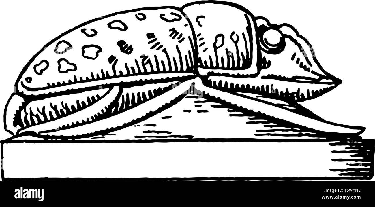 Scarabaeus (Side View) is a gem carved to look like a scarab beetle ...