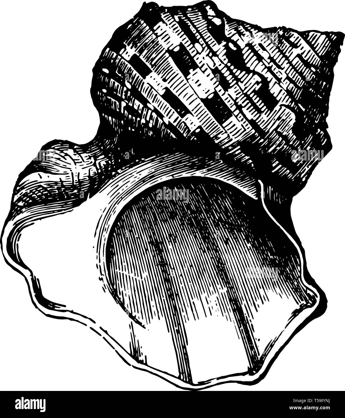 Turbo Marmoratus is the largest shell in the group vintage line drawing ...