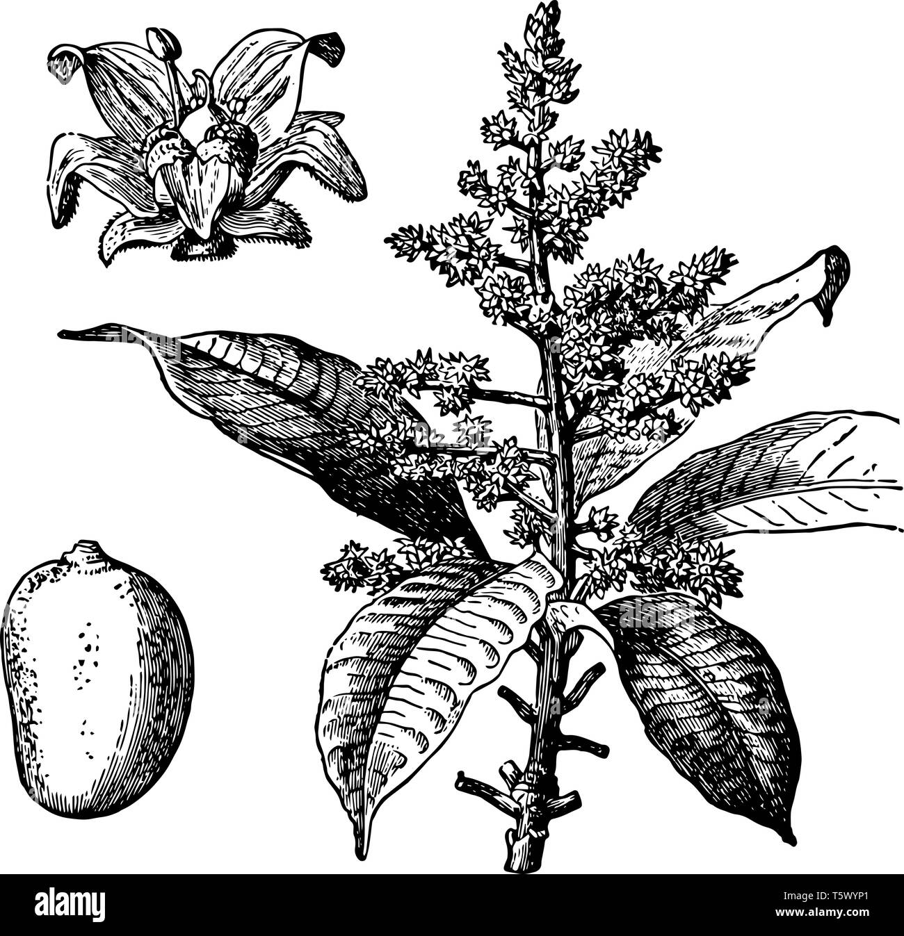 Mango Flower Drawing