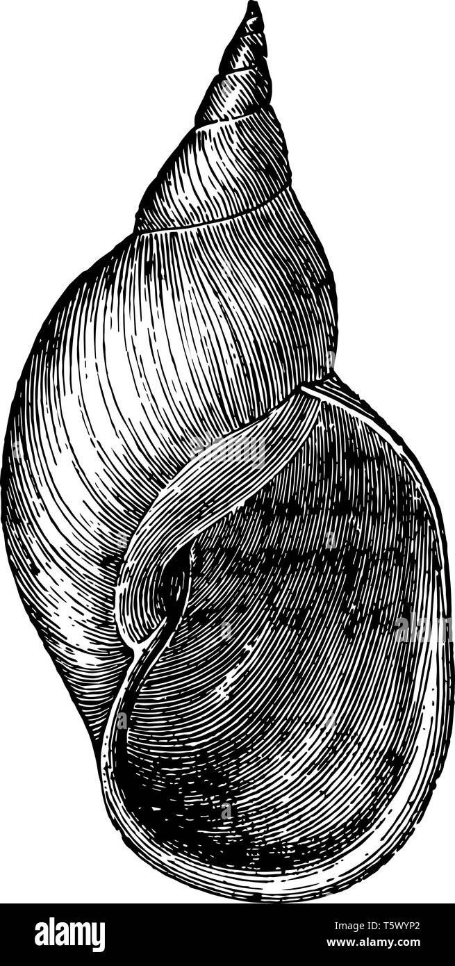 Limnaea Stagnalis which species of the genus Limnaea live vintage line ...