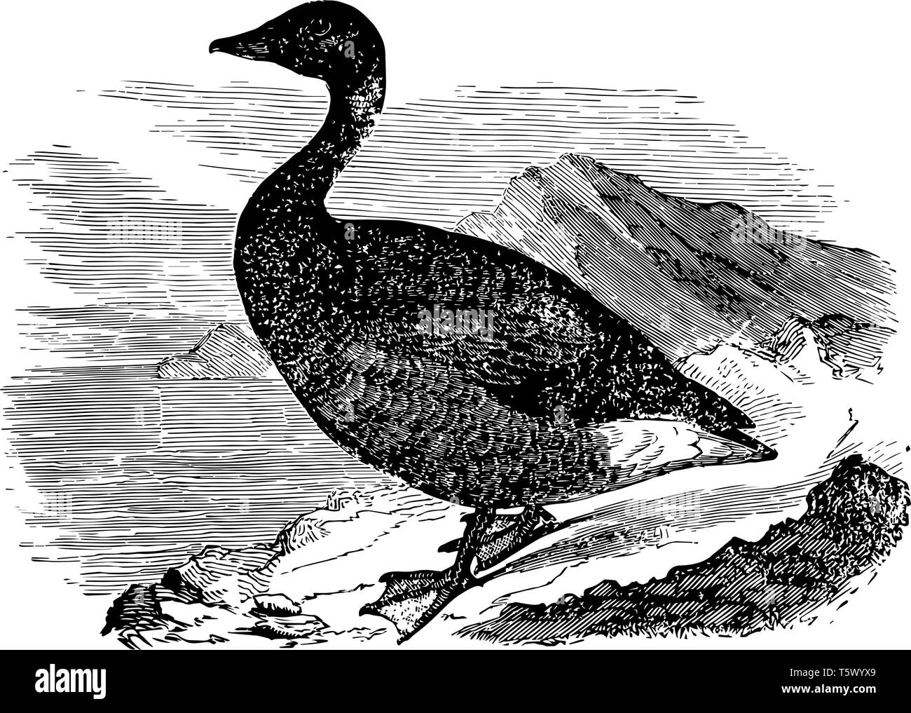 Common Brant where the feathers of the dorsal region with paler gray ...