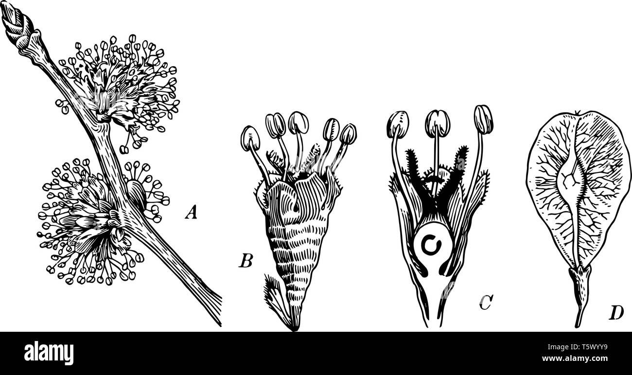 Longitudinal section flower Stock Vector Images - Alamy
