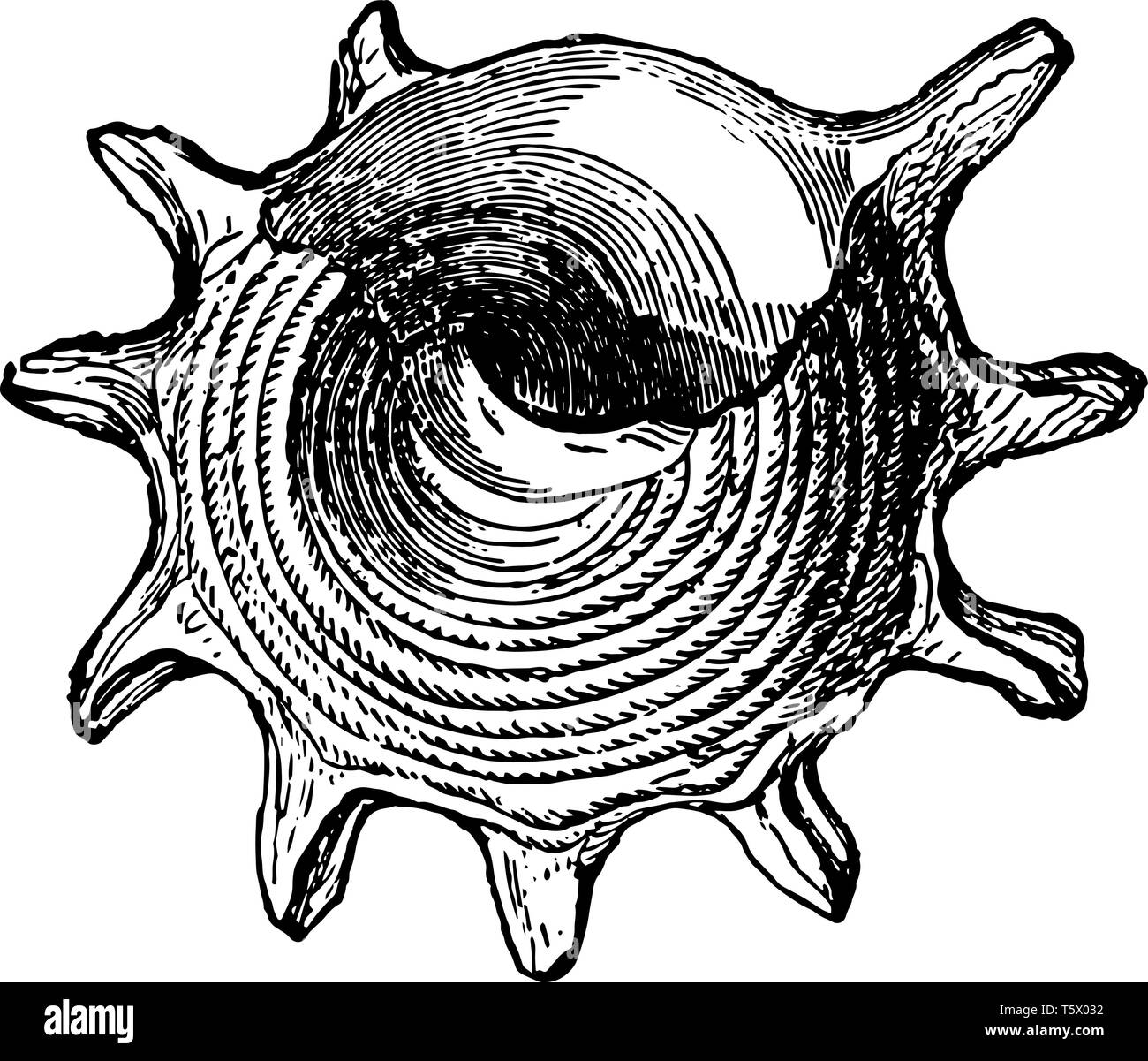 Imperator Stella is remarkable for their numerous spines and the ...