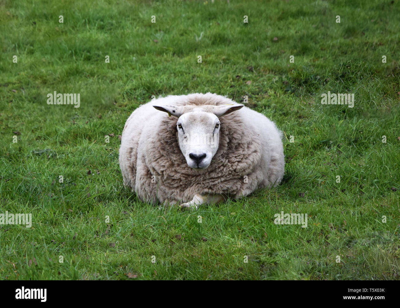 portrait of sheep lying down Stock Photo - Alamy