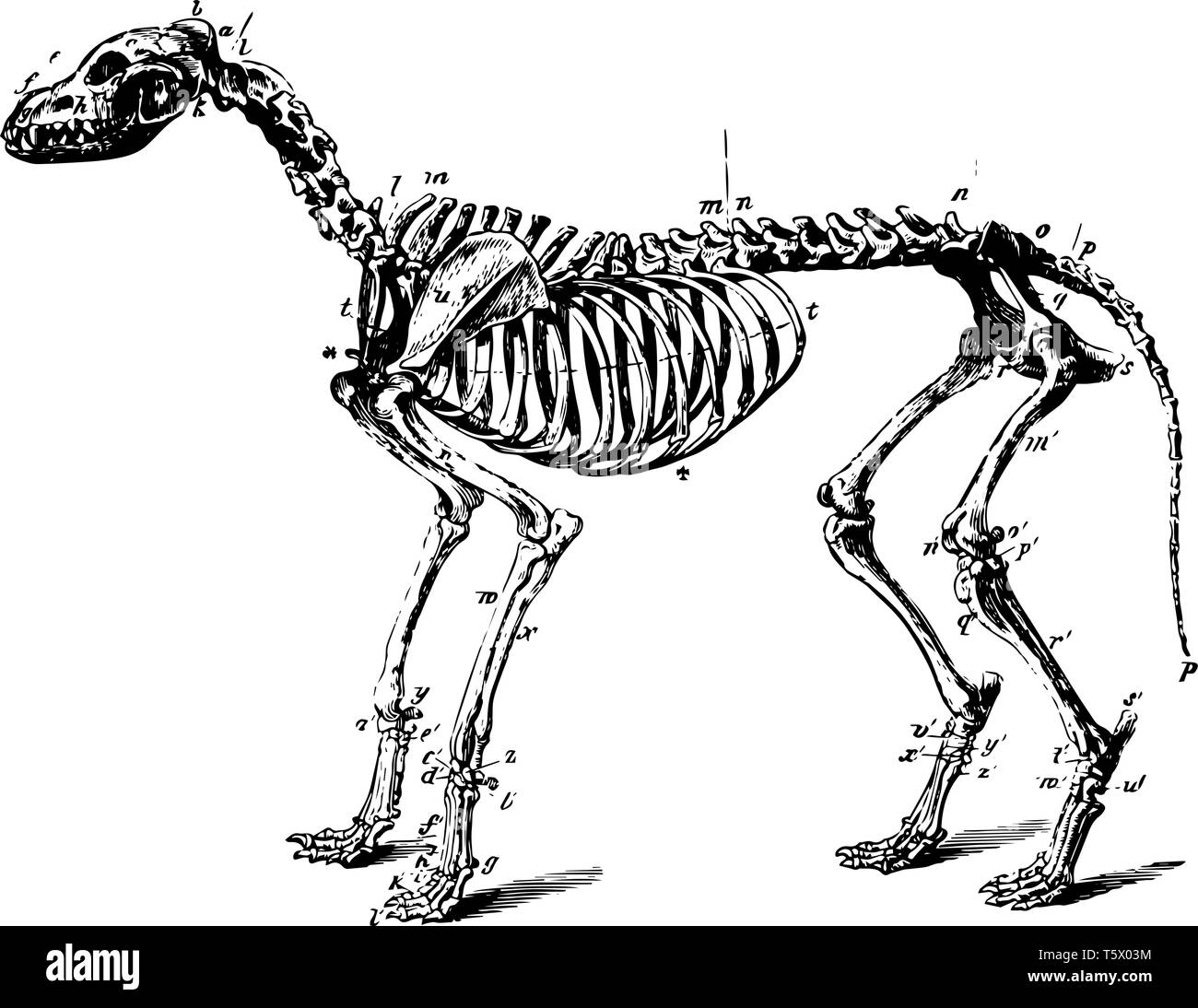 Dog Skeleton Drawing