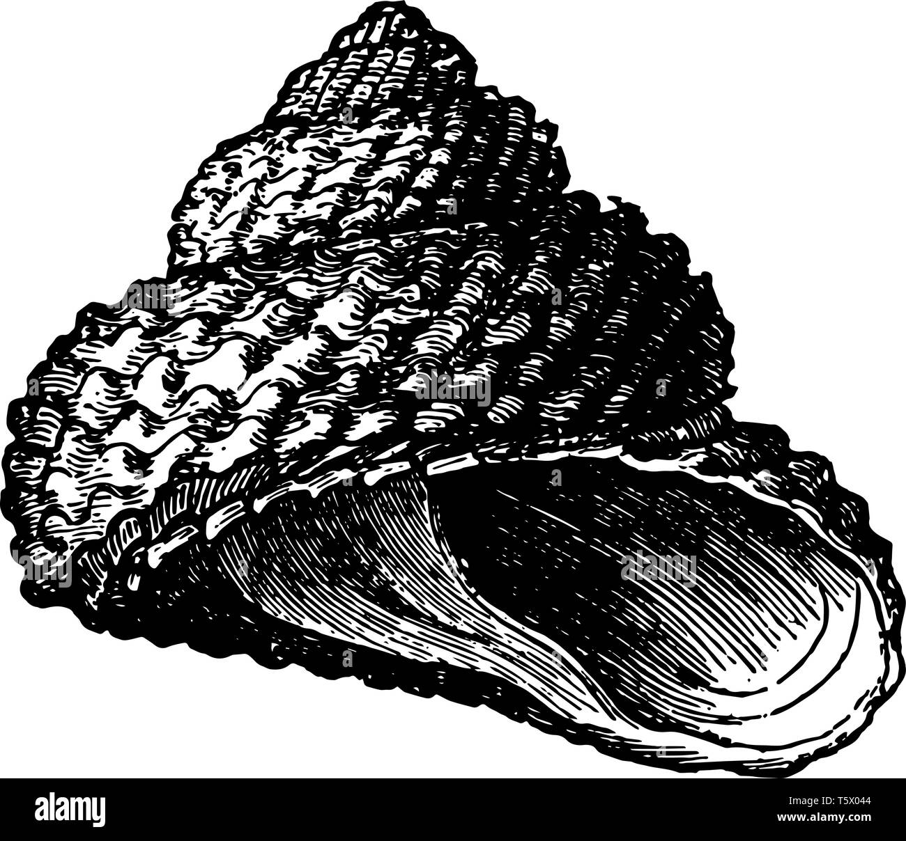 Trochus Cookii is the species of the genus Trochus are found in all ...