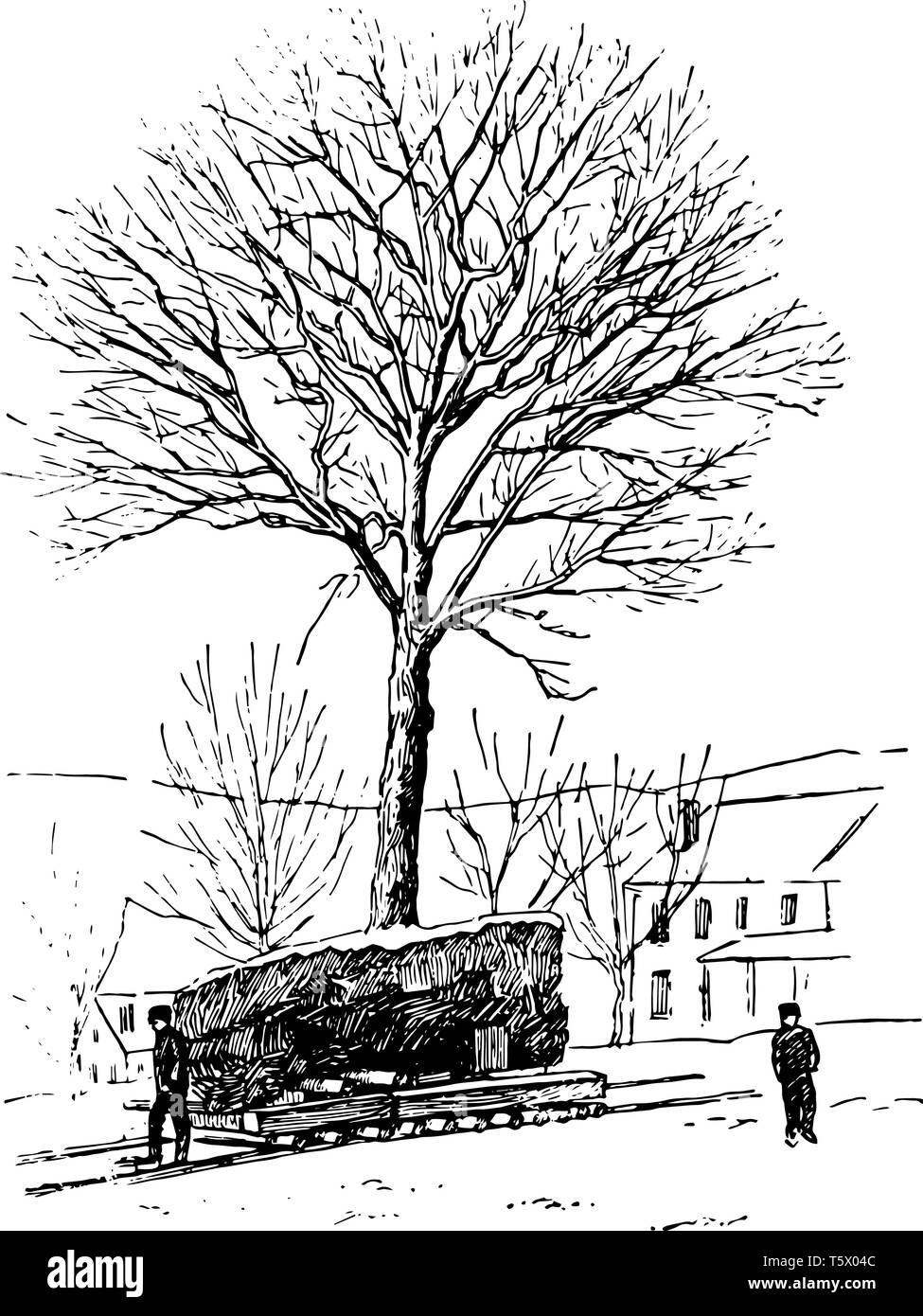 This illustration represents how to move a Tree in Winter, vintage line ...