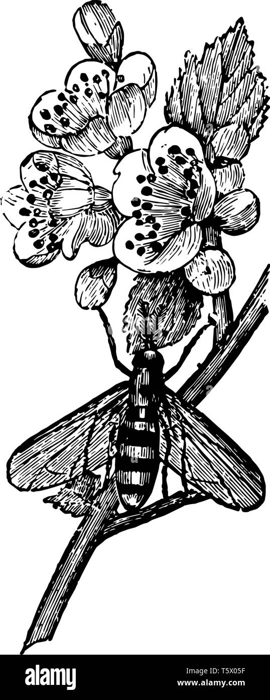 Anthomyia Pluvialis is a genus of fly in the family Anthomyiidae ...