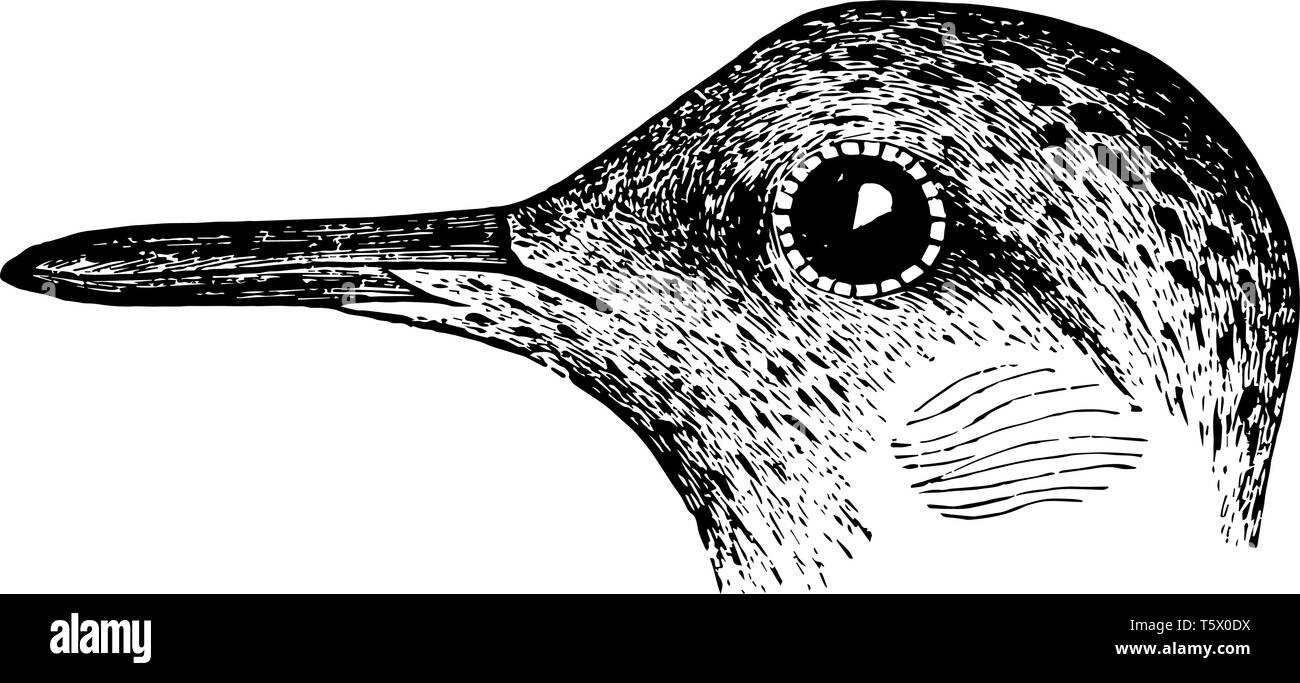 This image represents Buff breasted Sandpiper vintage line drawing or ...