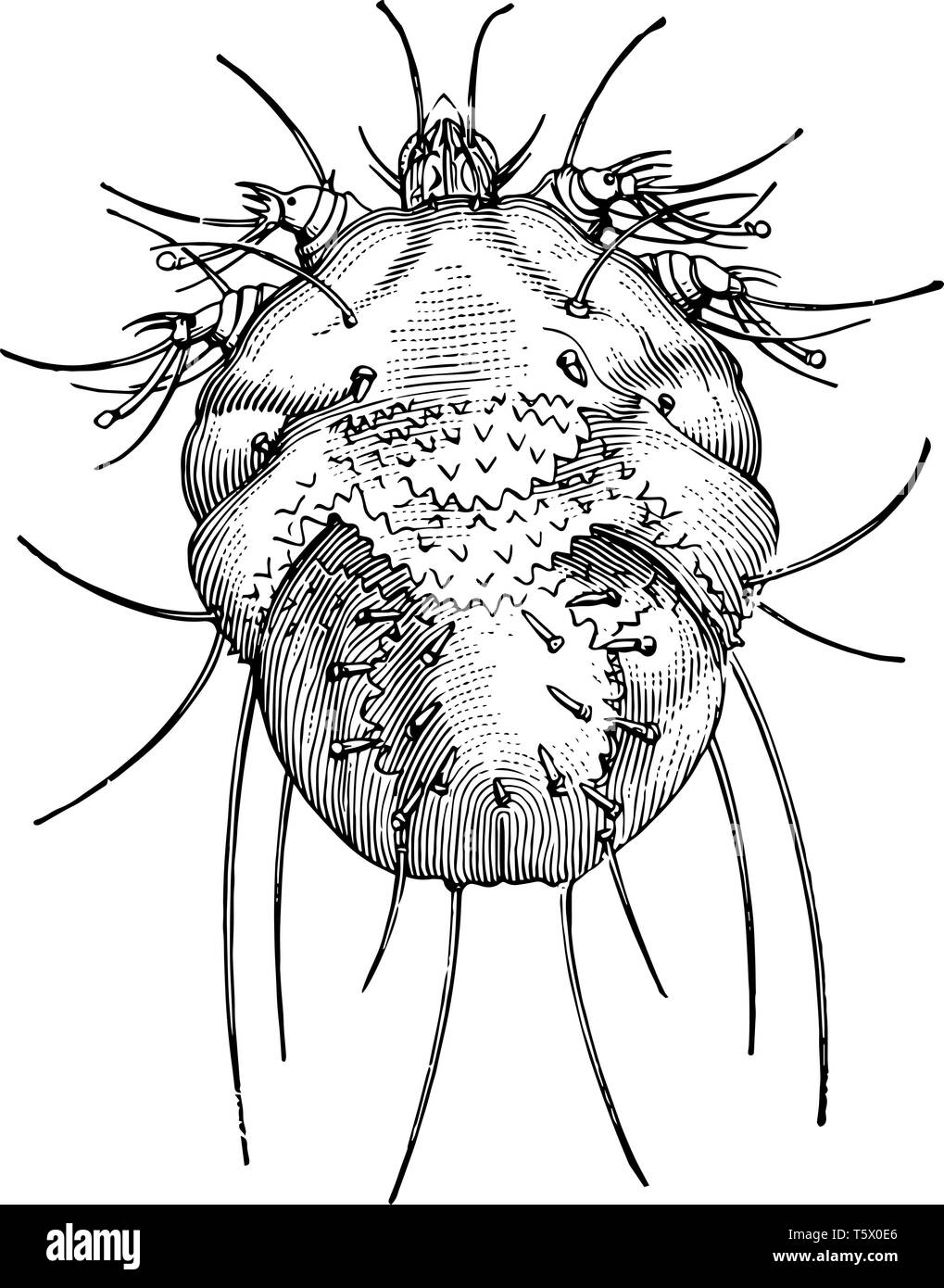 Arthropods vector vectors Black and White Stock Photos & Images - Alamy