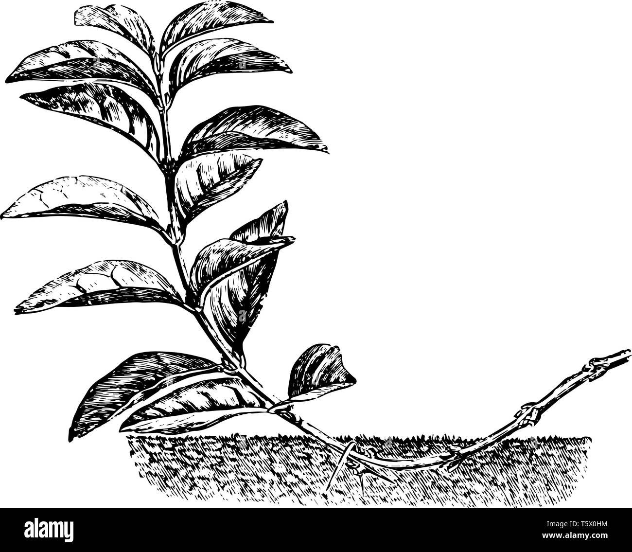 Tonguing Stock Vector Images - Alamy