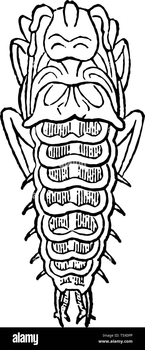 Larva of Mormolyce Phyllodes contains carnivorous beetles of very small ...