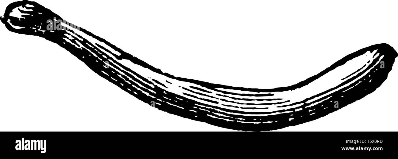 Clavicle of a Cat and its action is to draw the clavicle dorsally and ...