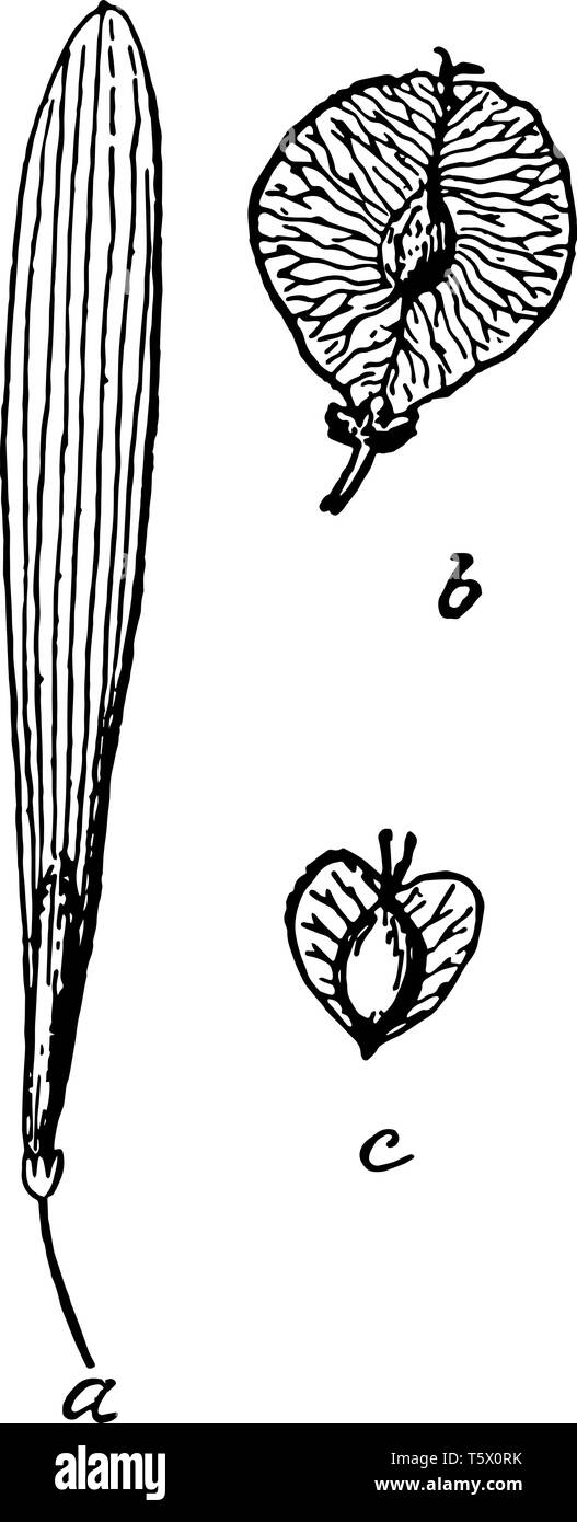 A diagram of seed and its different stages of germination vintage line ...