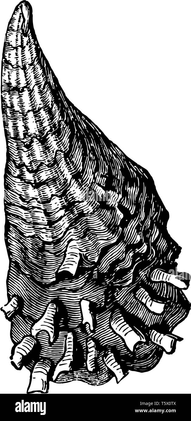 Pinna Rudis is a species of bivalve mollusc in the family Pinnidae ...