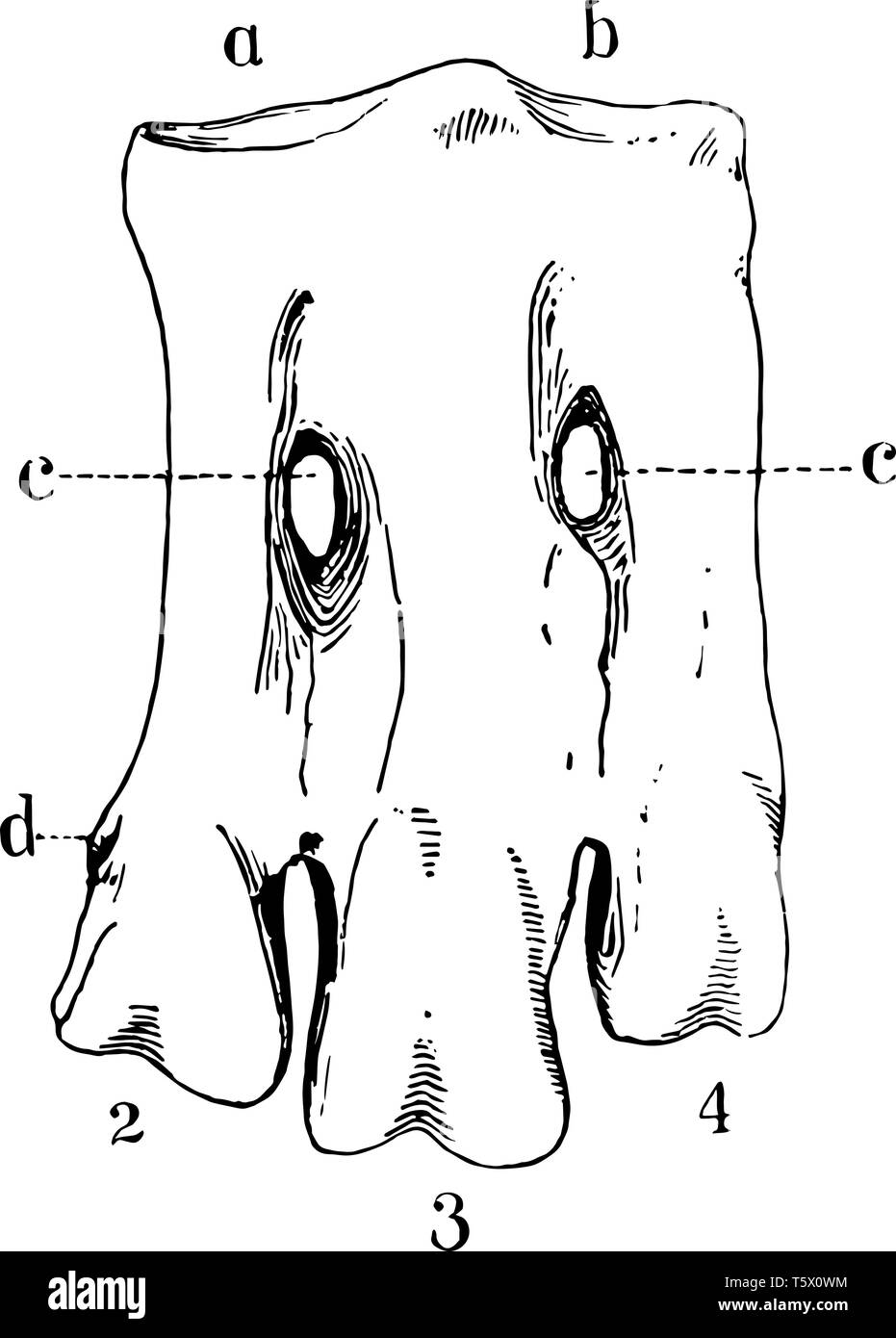 Metatarsals hi-res stock photography and images - Alamy