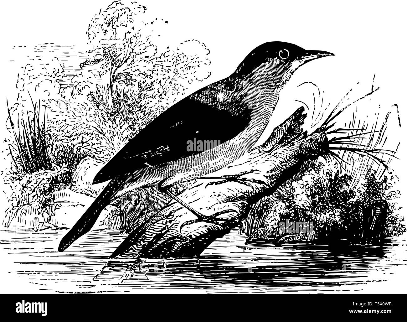 Reed warbler Stock Vector Images - Alamy