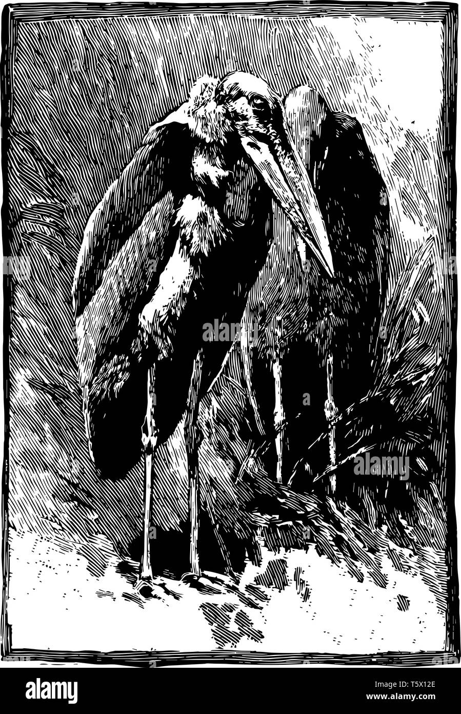 Engraving of endangered species Black and White Stock Photos & Images ...