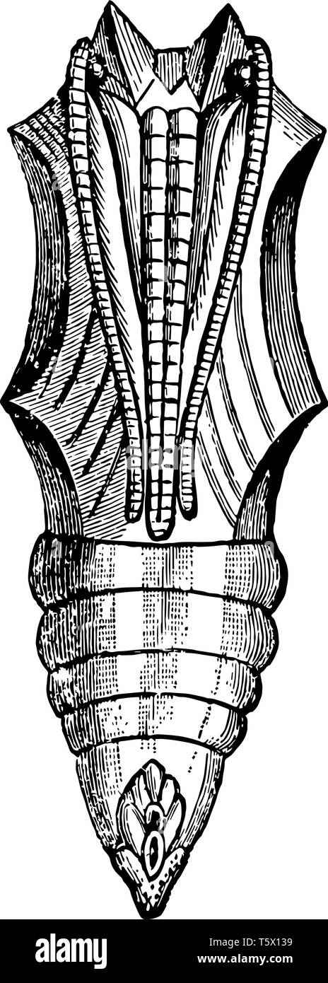 Butterfly Chrysalis Drawing