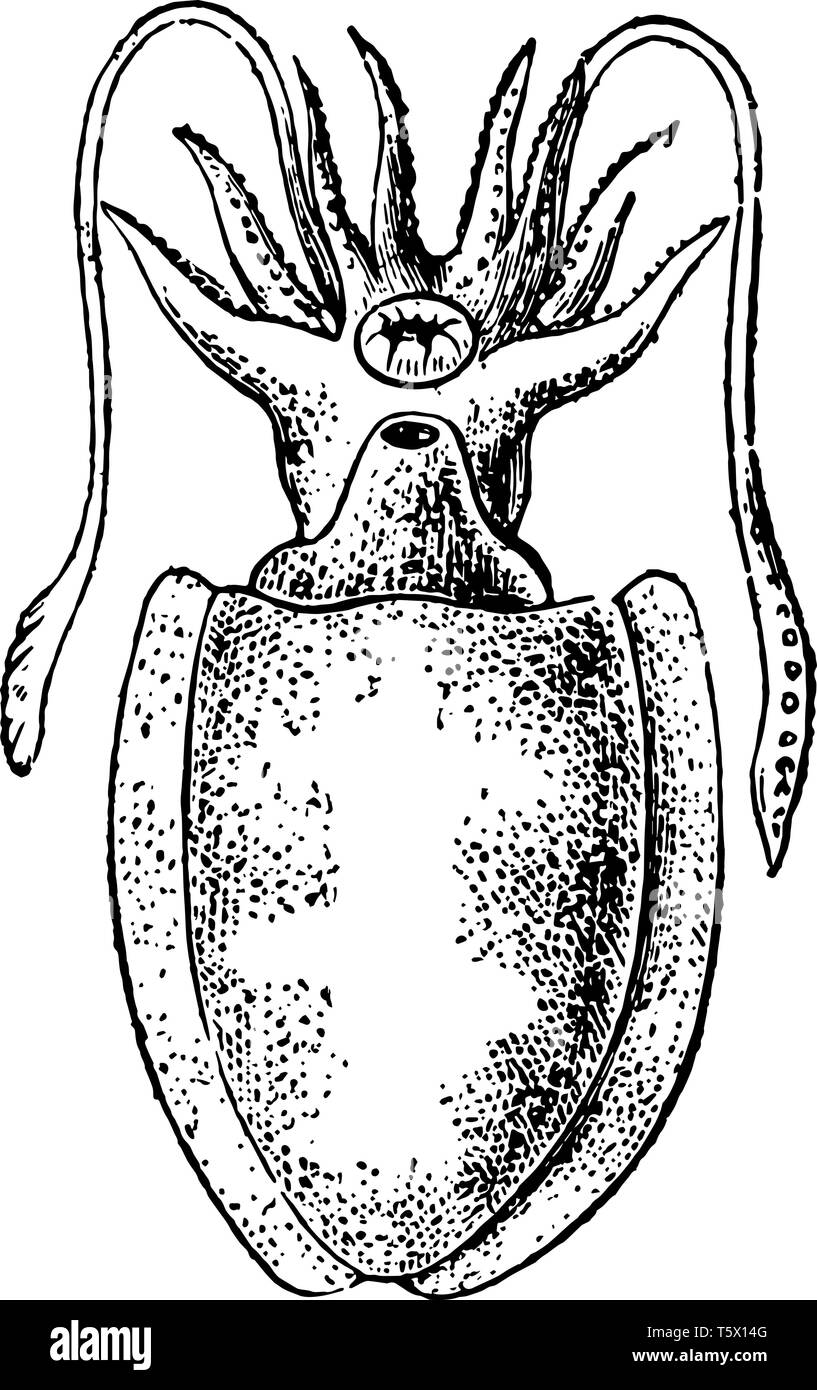 Dissected Sepia Officinalis